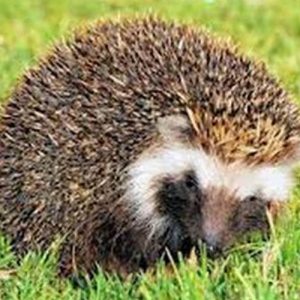 De egel - Egelbescherming Nederland