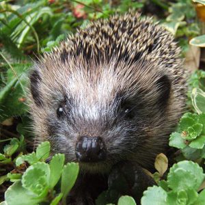 De egel - Egelbescherming Nederland