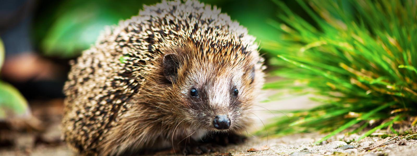 Egelbescherming Nederland