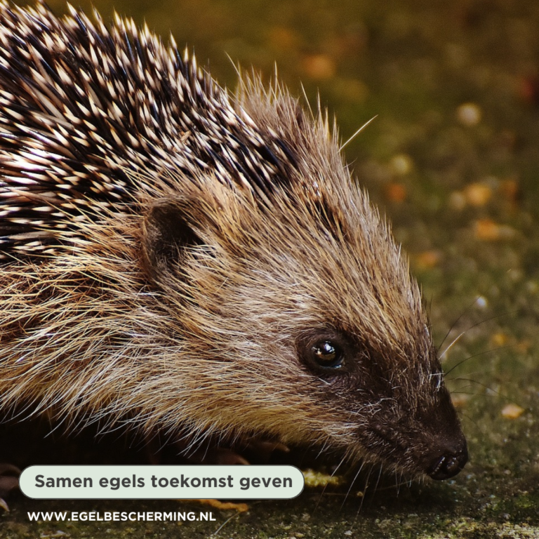 Verstoorde winterslaap bij egels neemt toe - Egelbescherming Nederland