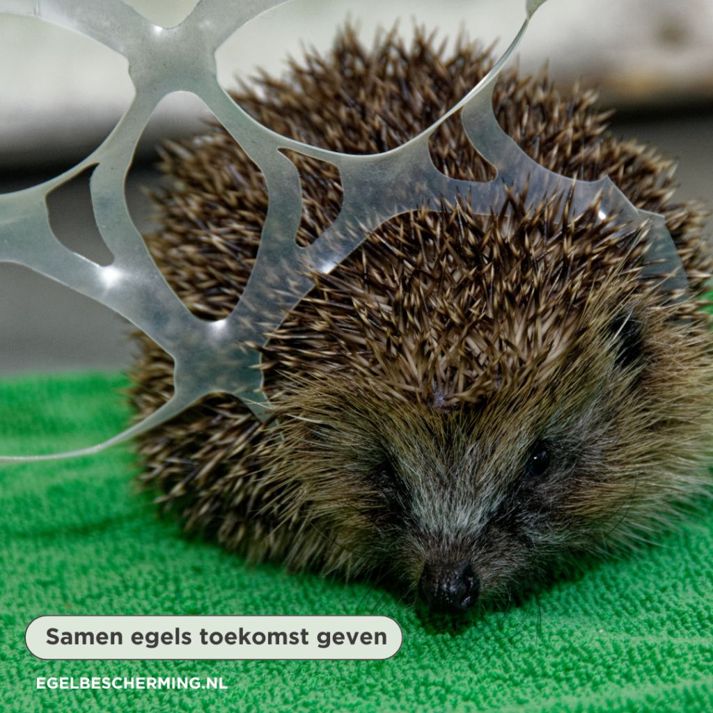 Egels vaak slachtoffer van zwerfafval - Egelbescherming Nederland