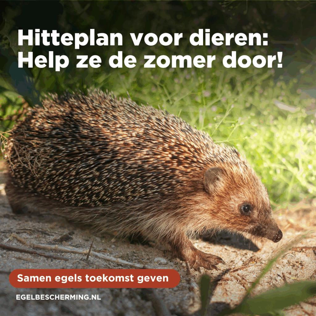 EBN - Hitteplan 2025 - Egelbescherming Nederland